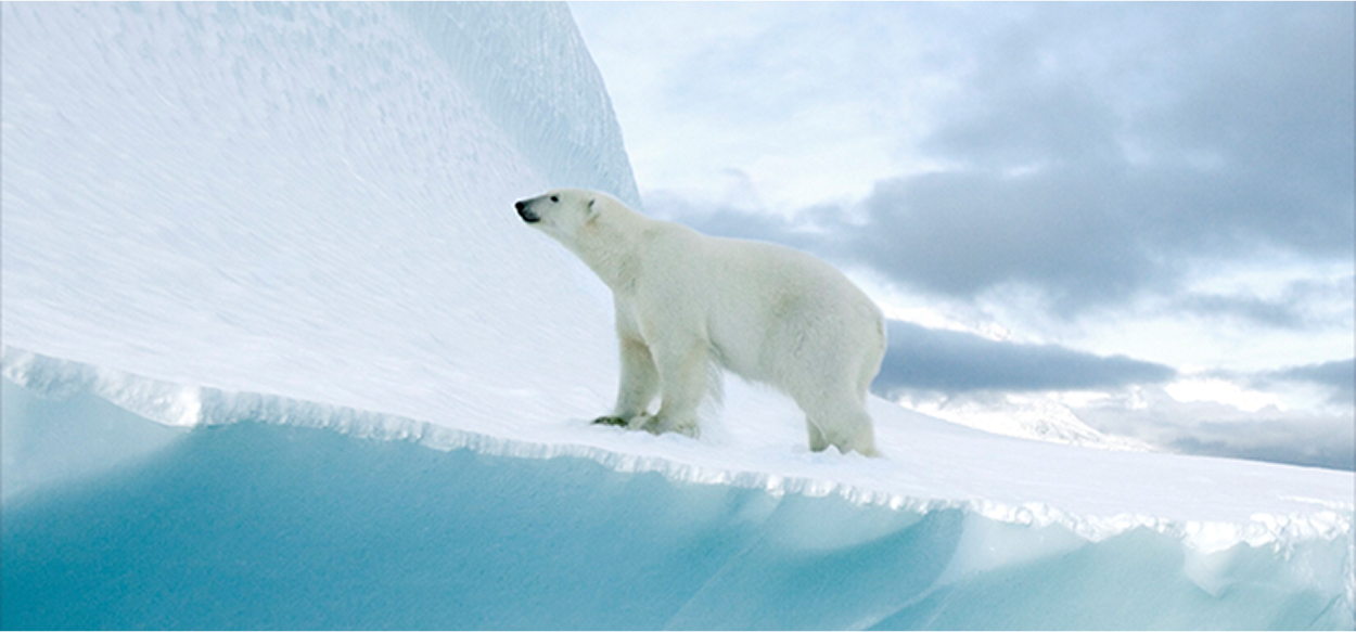 WWF 북금곰 보호 캠페인